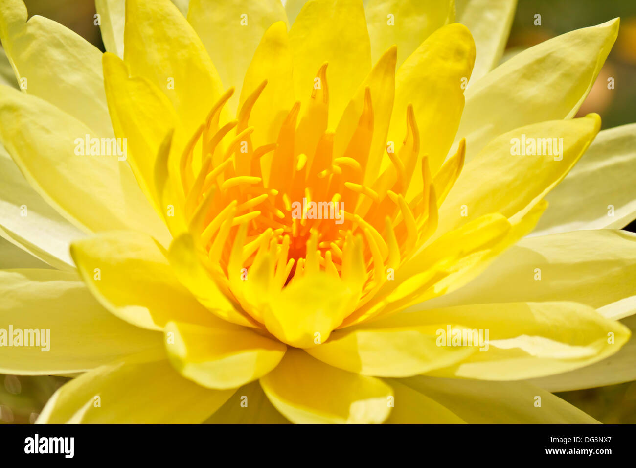Yellow zen hi-res stock photography and images - Alamy
