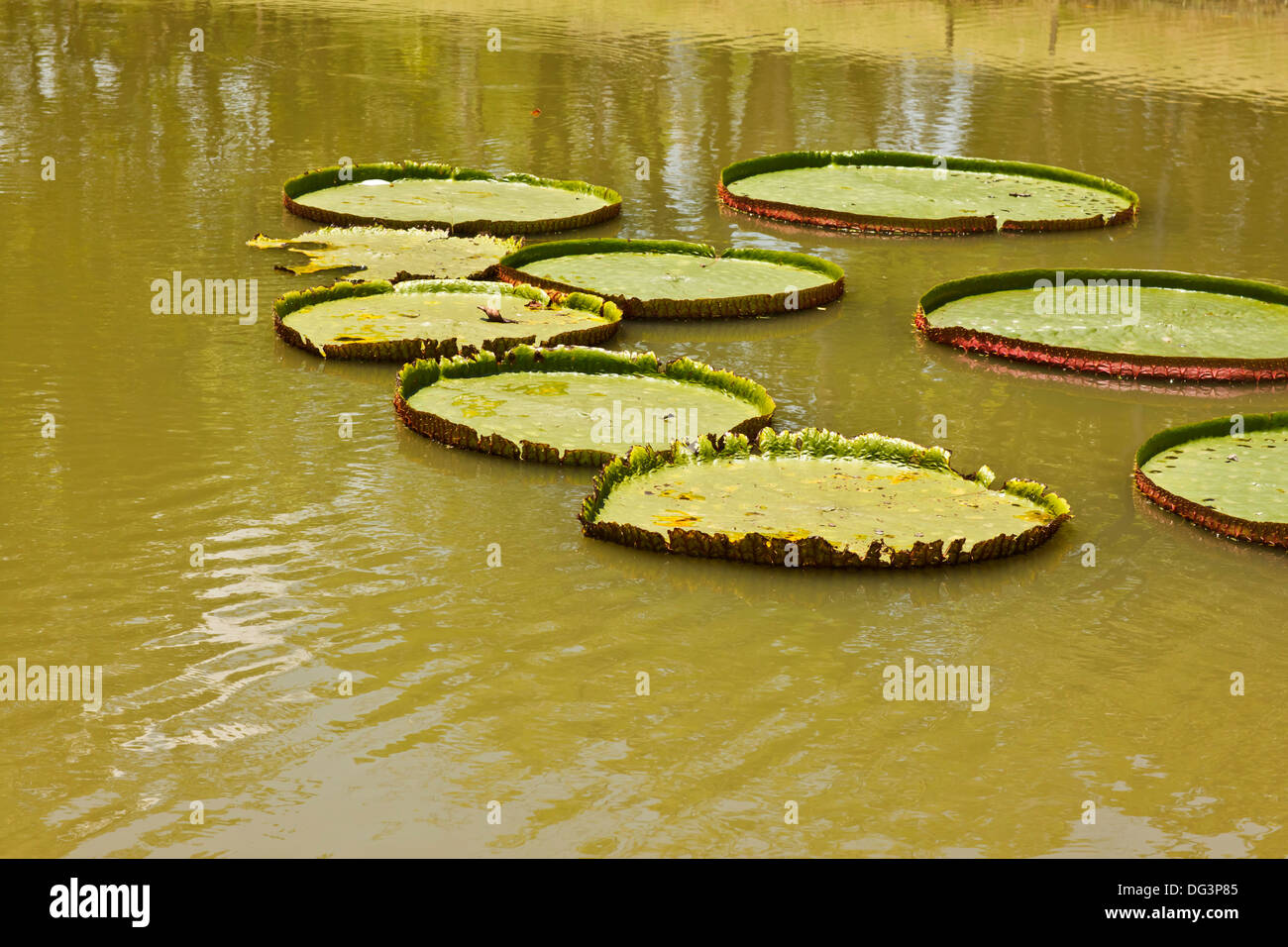 leaf of lotus Stock Photo - Alamy