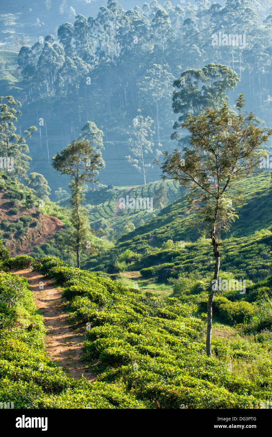 Ceylon tea plantation hi-res stock photography and images - Alamy