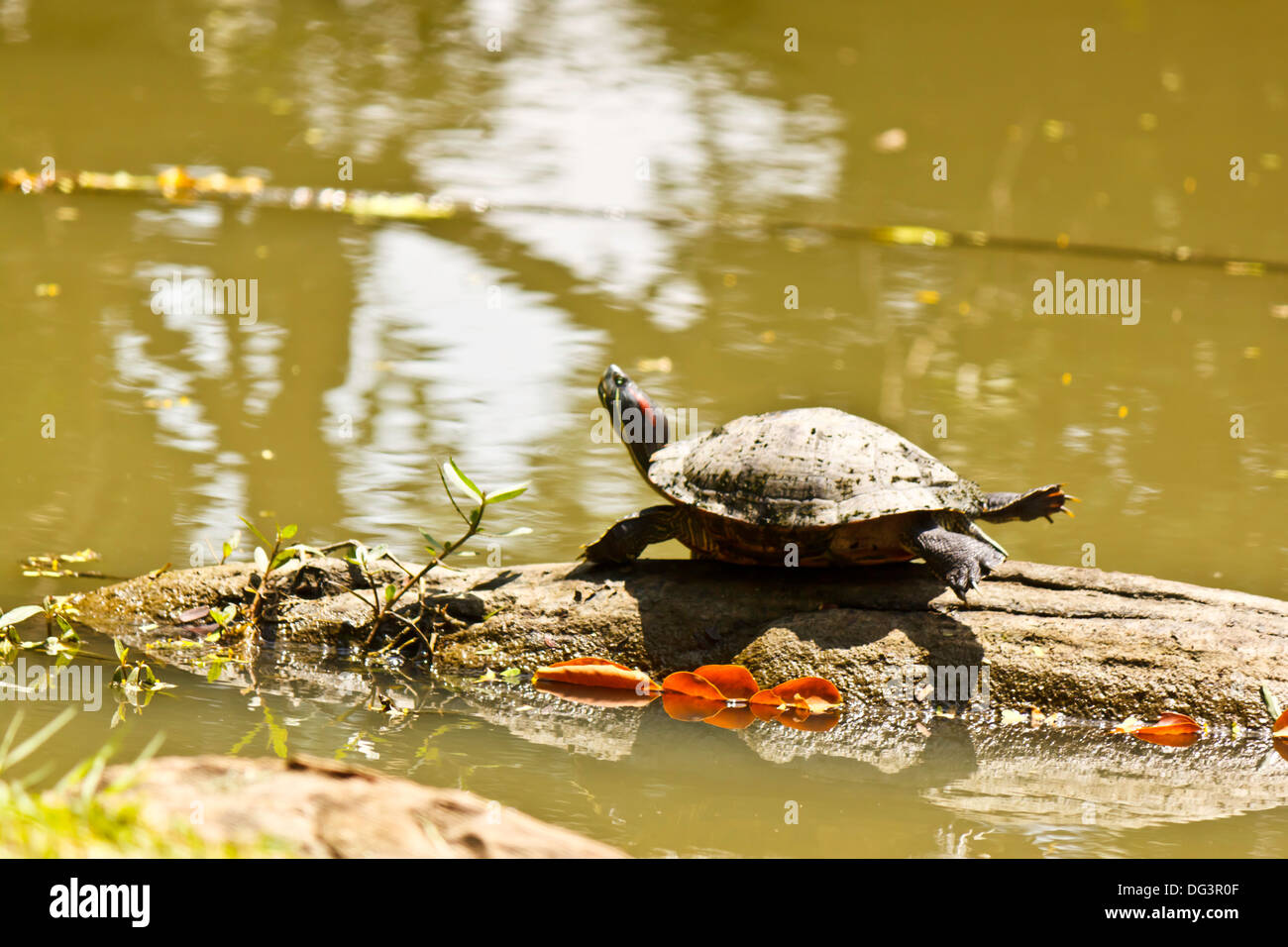 Little tortoise hi-res stock photography and images - Alamy