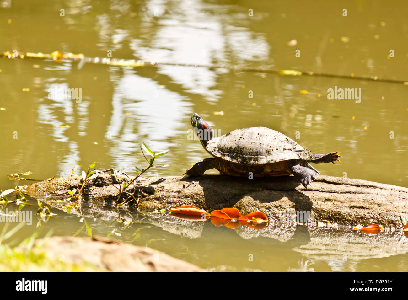 Little Turtle Stock Photos & Little Turtle Stock Images - Alamy
