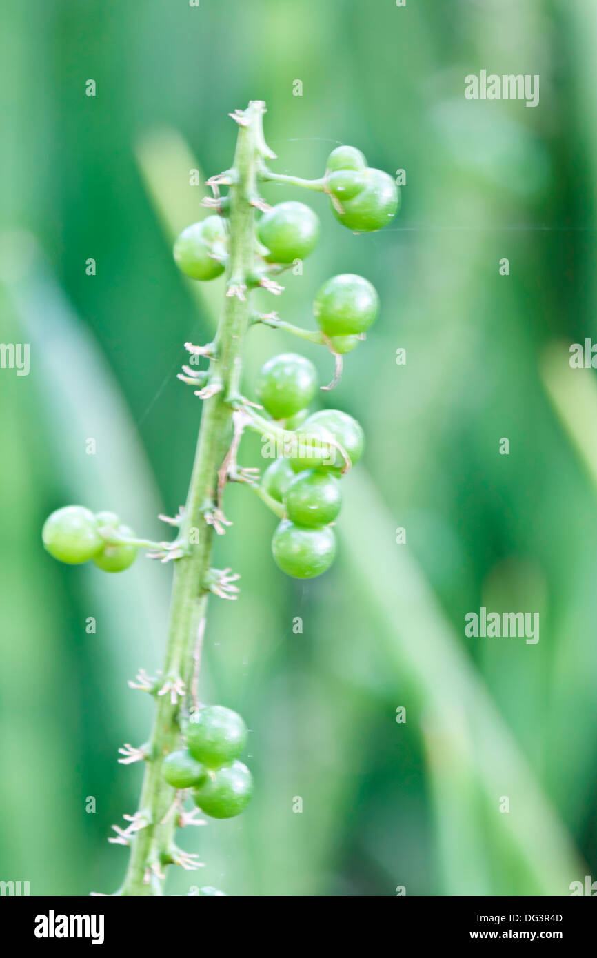 Seed of flower hi-res stock photography and images - Alamy