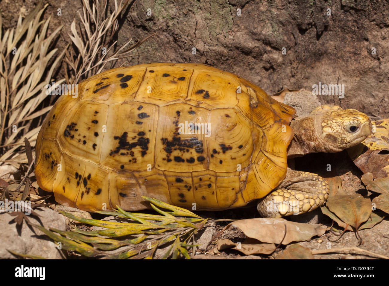 Yellow-headed or Elongated Tortoise (Indotestudo elongata). Nepal Stock ...