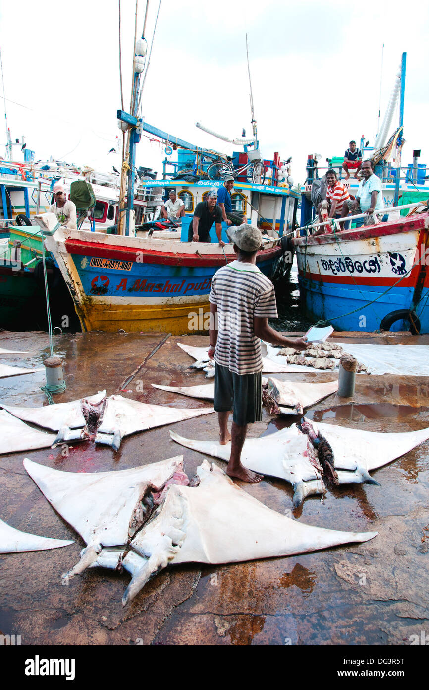Negombo lagoon hi-res stock photography and images - Alamy