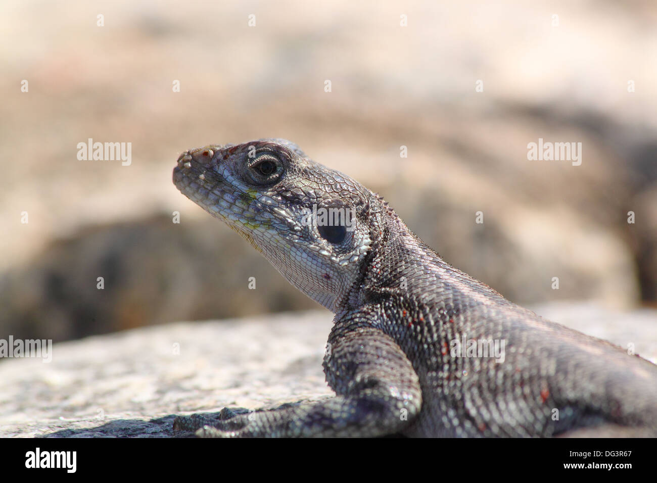 A Red-headed Rock Agama (Agama Agama) in Serengeti National Park ...