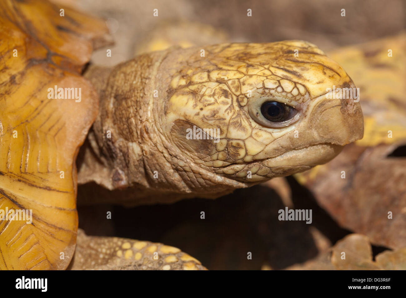 Yellow-headed or Elongated Tortoise (Indotestudo elongata). Nepal Stock ...