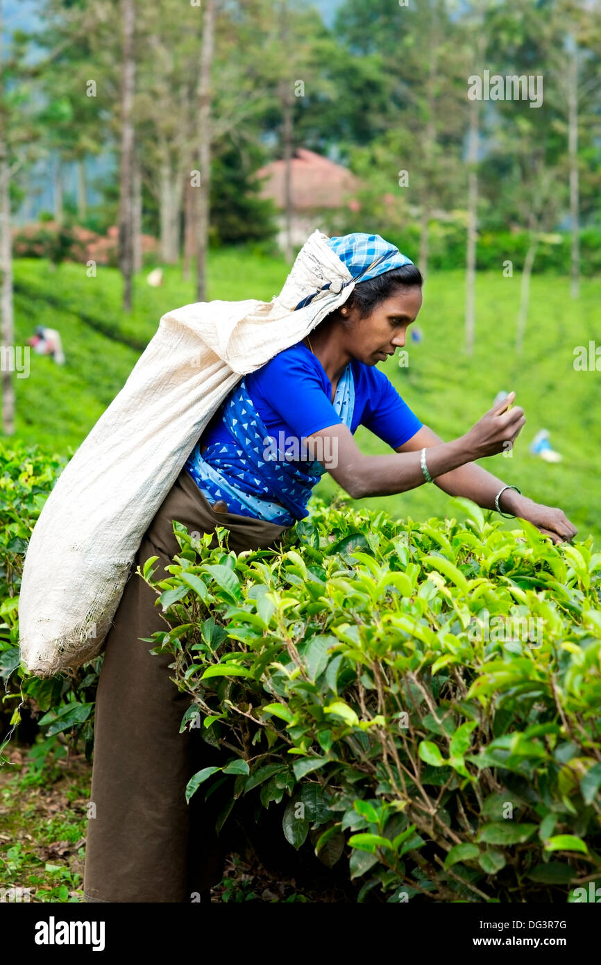Plucking tea hi-res stock photography and images - Alamy