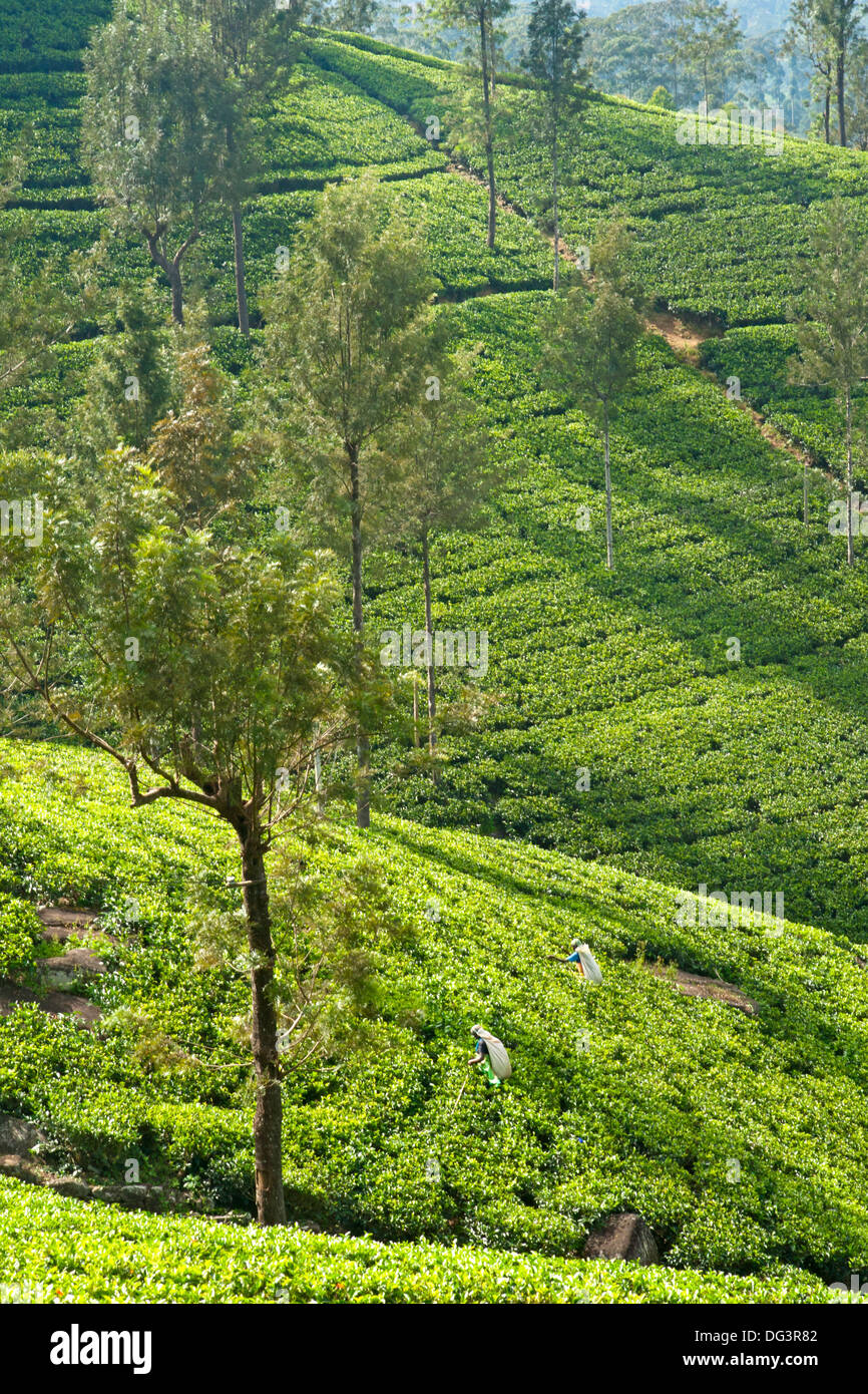 Tea pluckers working in terraced tea fields, Hill Country, Sri Lanka ...