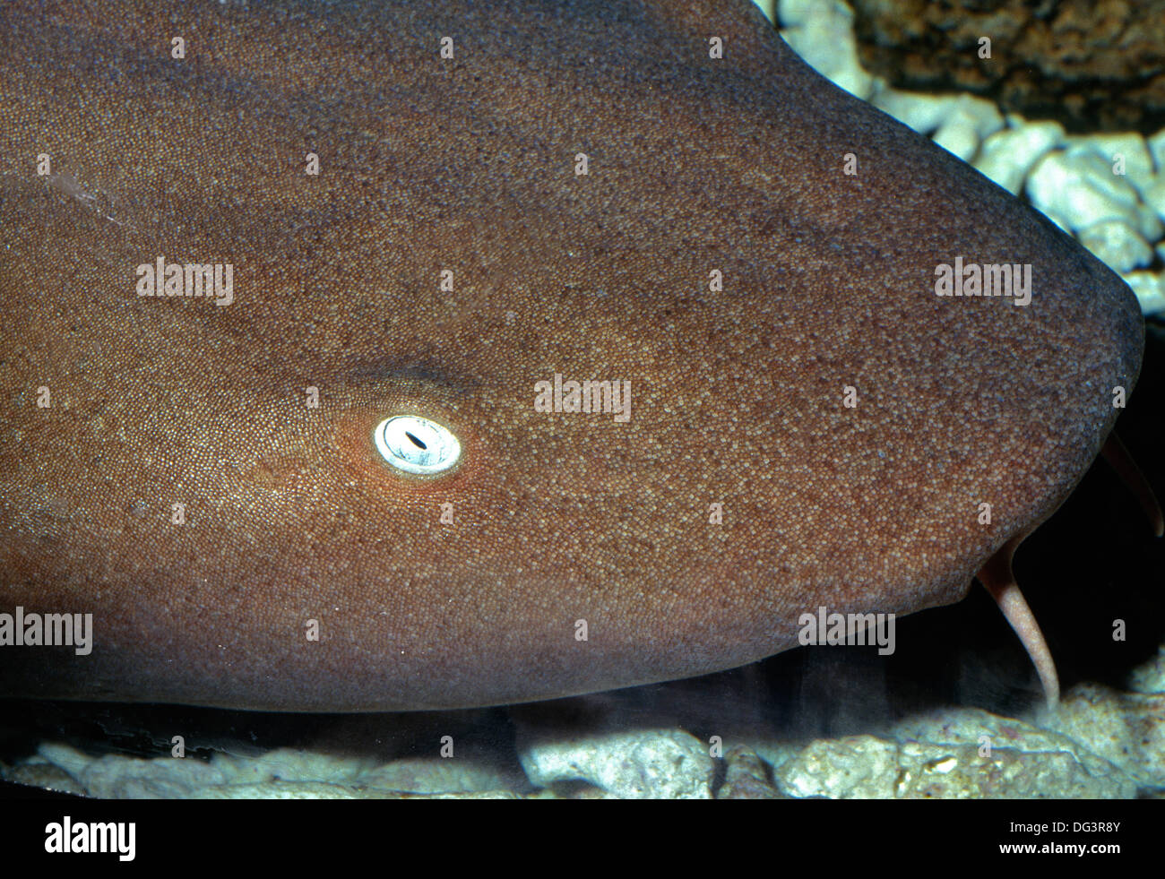 Tawny nurse shark, Nebrius concolor, Ginglymostomatidae Indo-pacific ...