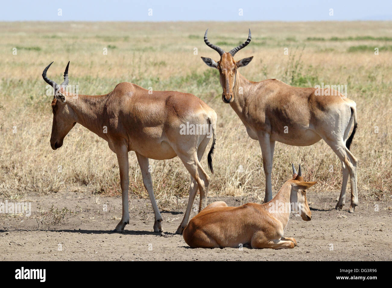 Family of hartebeests (Alcelaphus buselaphus) with the calf resting in ...