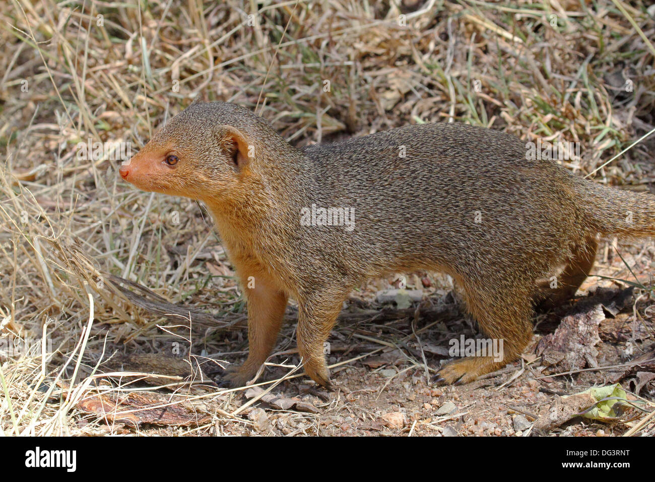 Common dwarf mongoose (Helogale Parvula) in Seregenti National Park ...