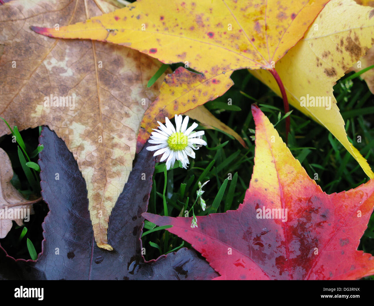 autumn leaves with daisy Stock Photo - Alamy