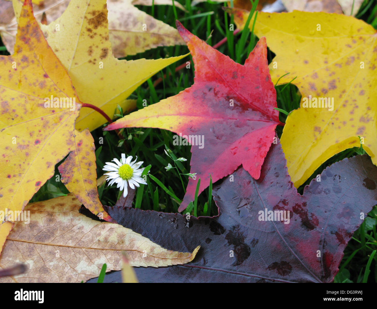 autumn leaves with daisy Stock Photo - Alamy