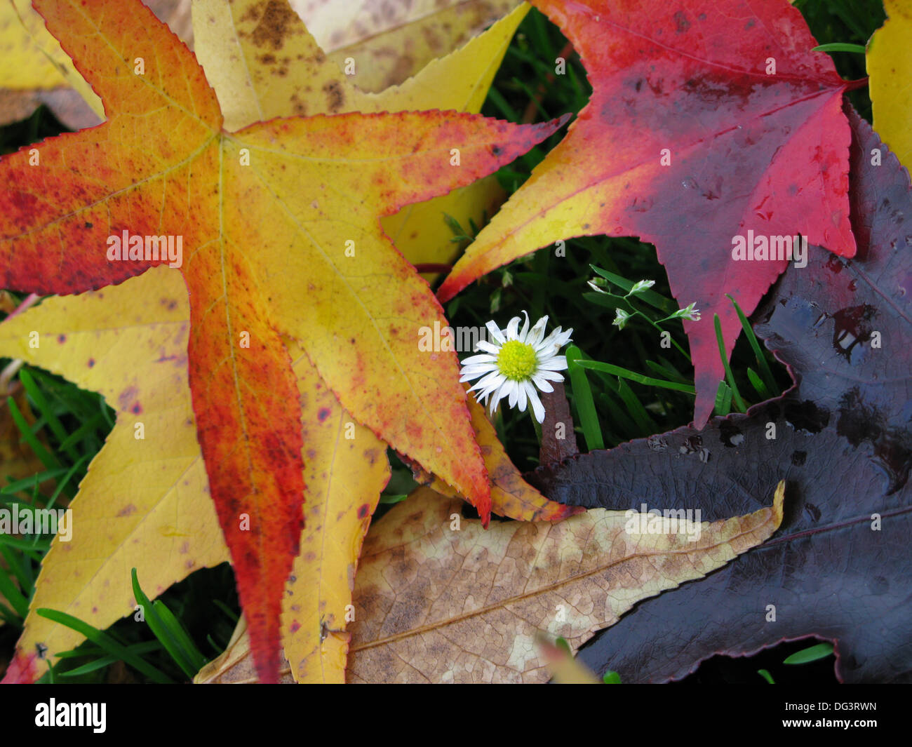 autumn leaves with daisy Stock Photo - Alamy