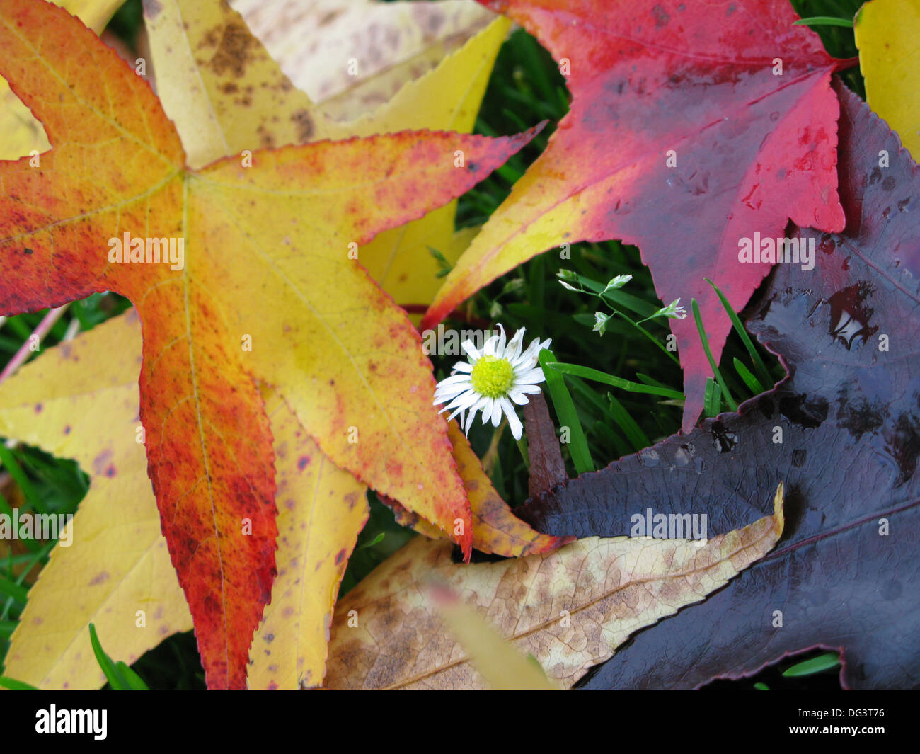 autumn leaves with daisy Stock Photo - Alamy