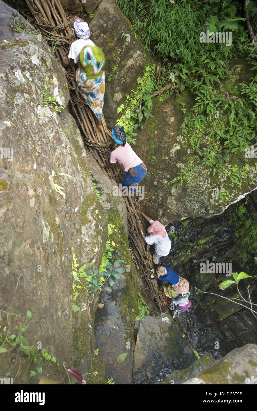 Lianas jungle hi-res stock photography and images - Alamy