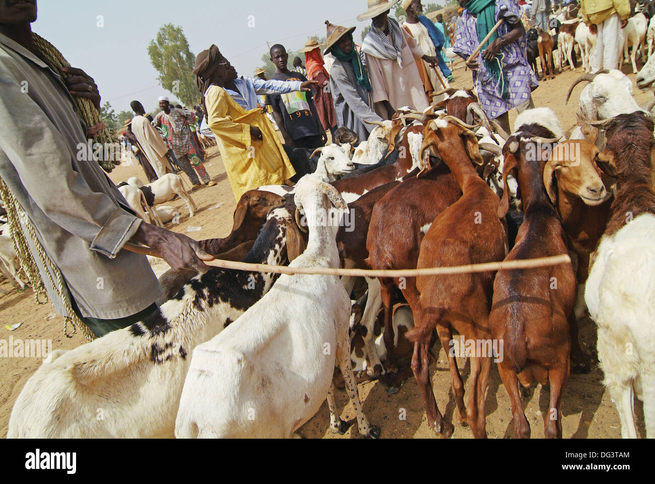 Niger Sheep High Resolution Stock Photography and Images - Alamy