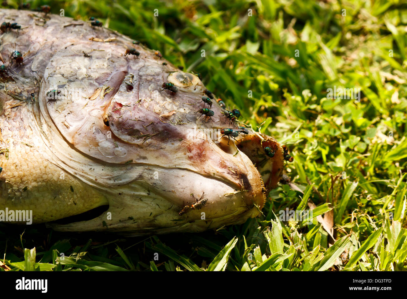 Silhouette fish head hi-res stock photography and images - Alamy
