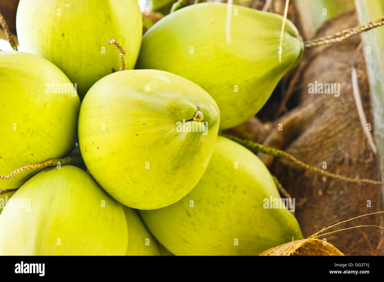 High coconut plant hi-res stock photography and images - Alamy
