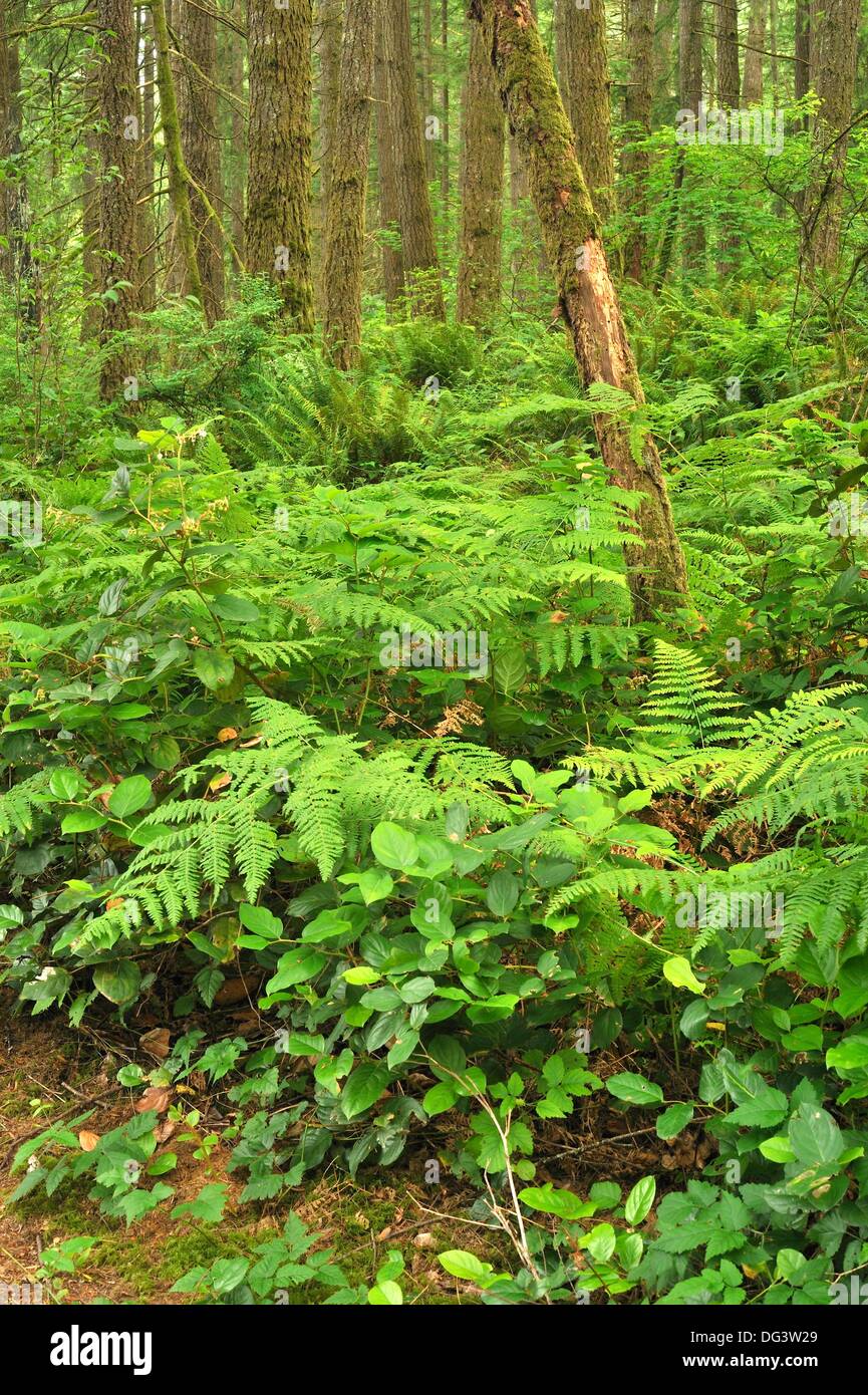 Coastal Temperate Rainforest, Minnekhada Regional Park, Coquitlam ...