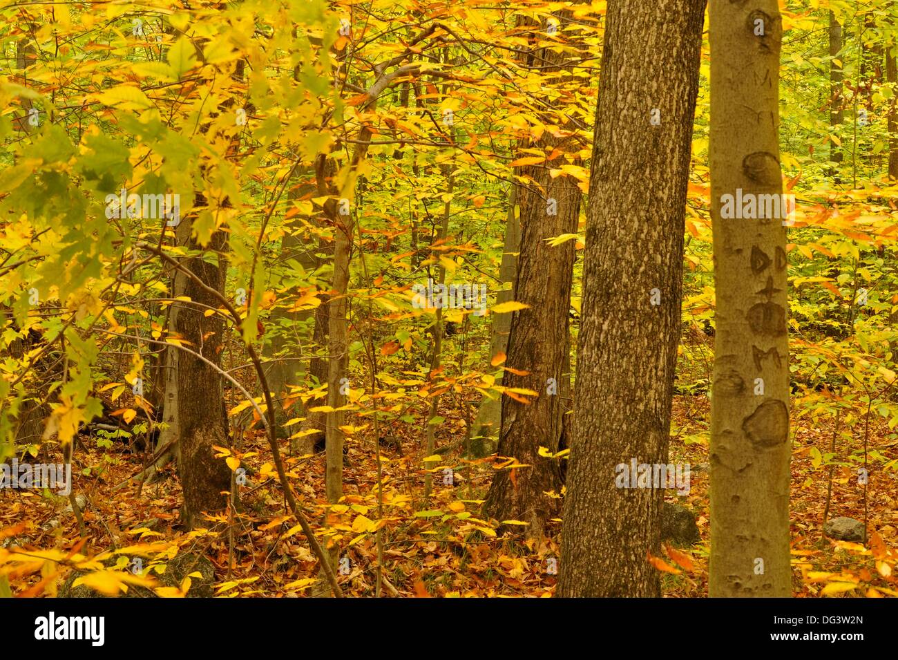 forest in autumn, Gatineau Park, Quebec, Canada Stock Photo - Alamy