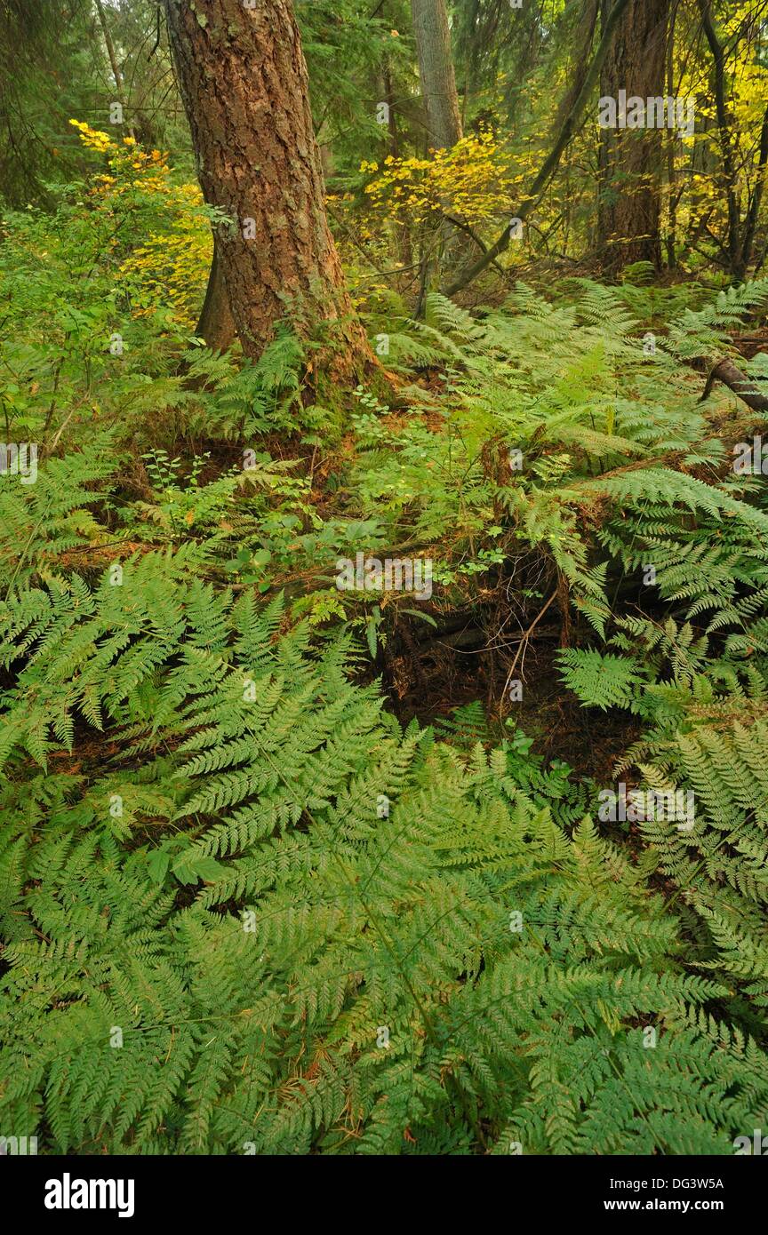 Lady fern british columbia hi-res stock photography and images - Alamy