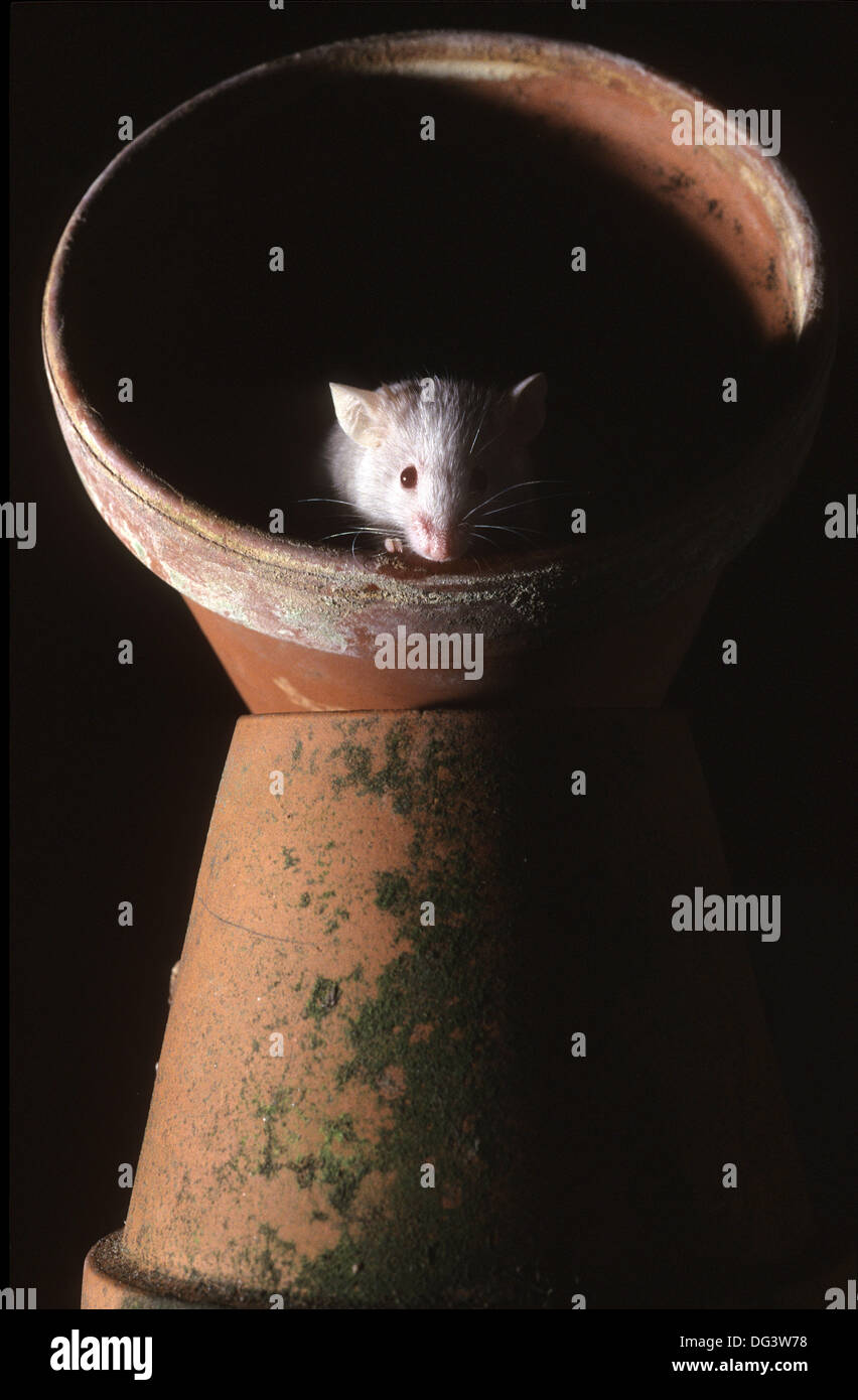 Chiaroschuro High Resolution Stock Photography and Images - Alamy