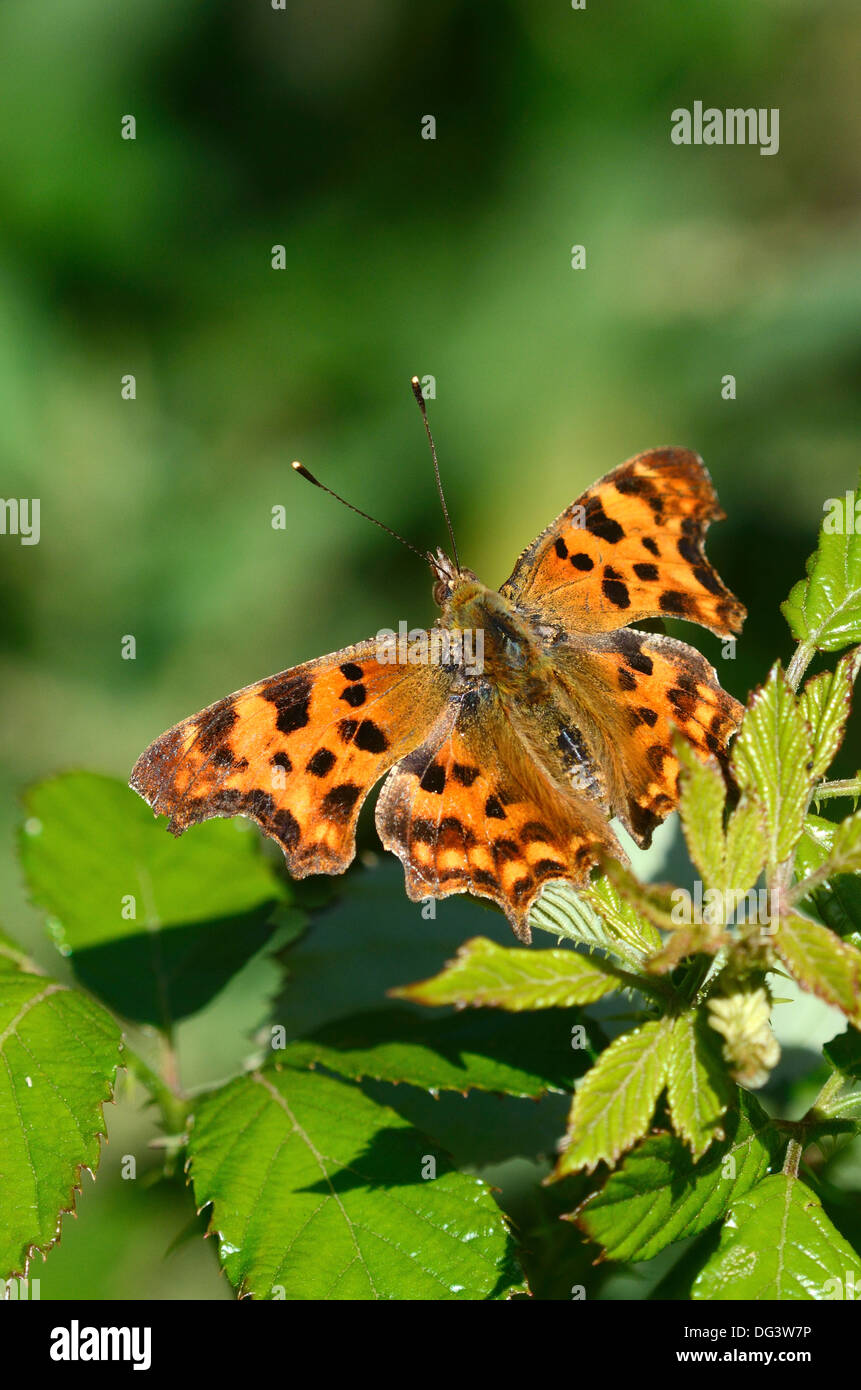 Butterfly uk hi-res stock photography and images - Alamy