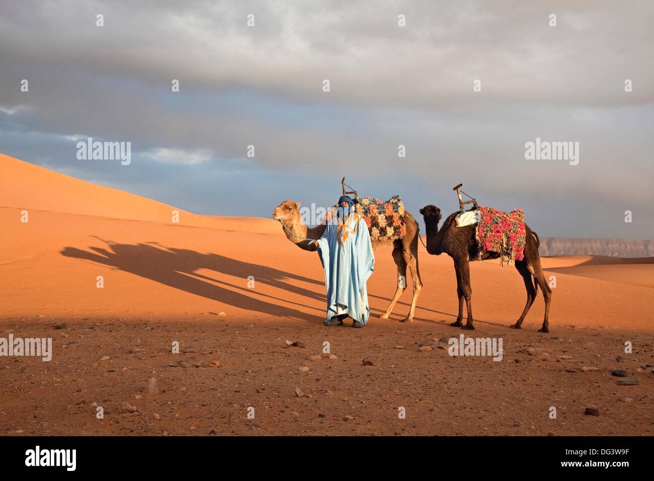 Camel handler hi-res stock photography and images - Alamy