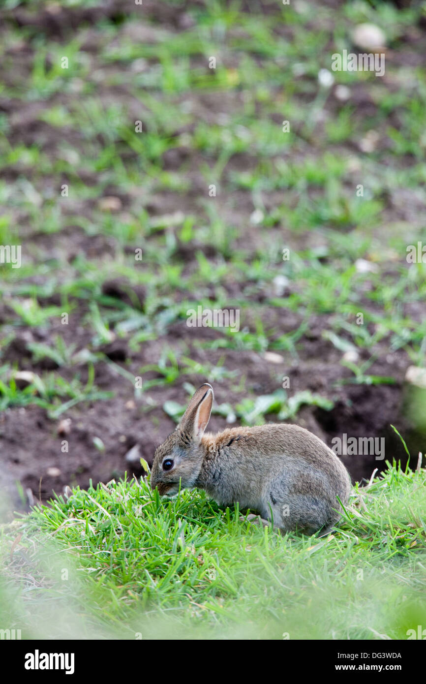 Edge of field hi-res stock photography and images - Alamy