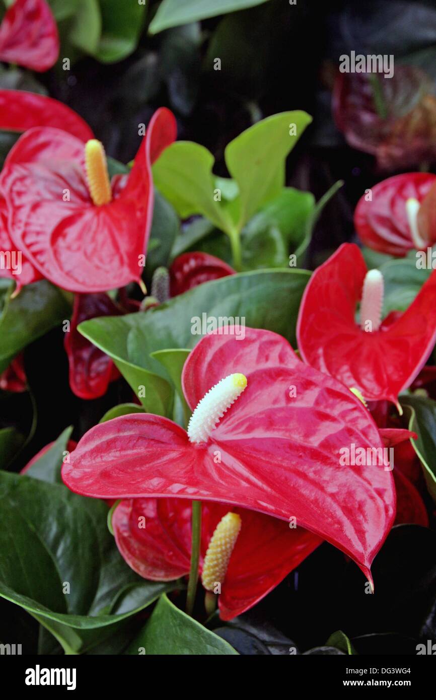 Red Anthurium, neotropical flower, gardering Stock Photo - Alamy
