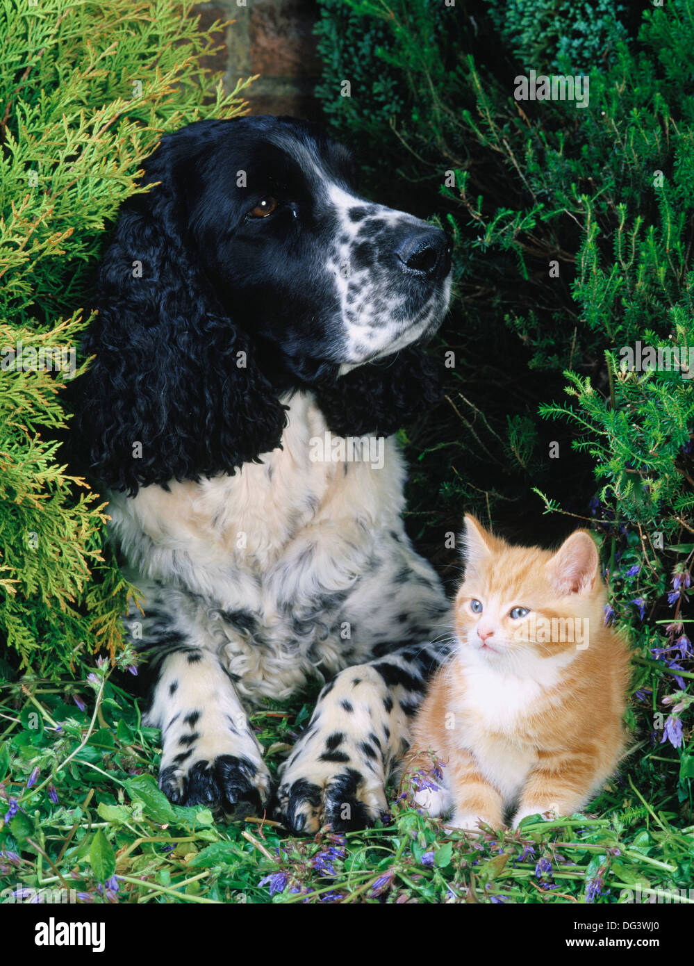 Spaniel and cat hi-res stock photography and images - Alamy