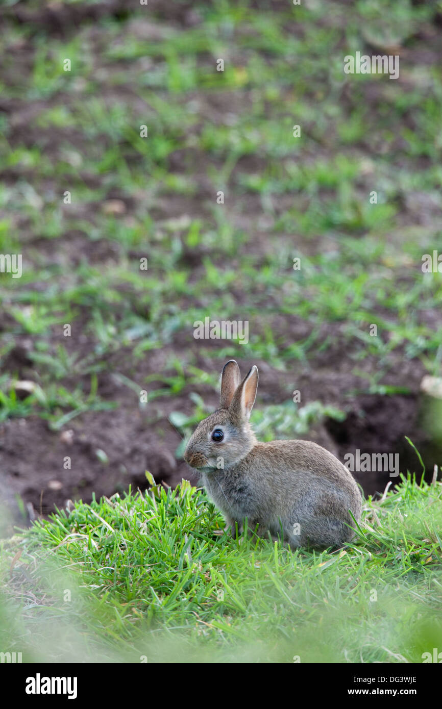 Rabbit hedge hi-res stock photography and images - Alamy
