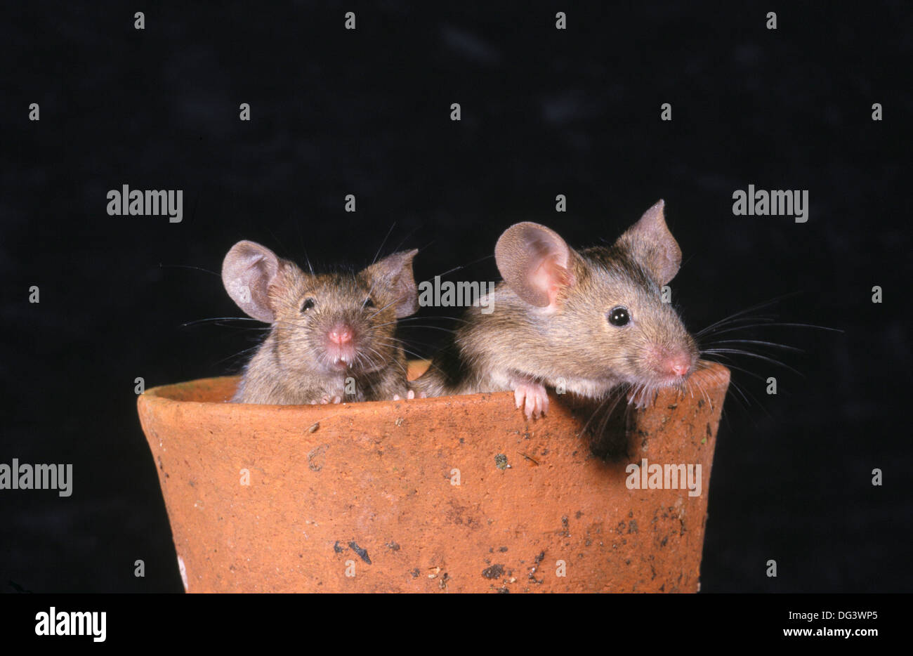 Mus musculus wild hi-res stock photography and images - Alamy