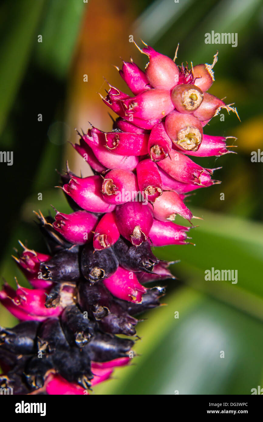 Pink Galanga fruit Stock Photo - Alamy