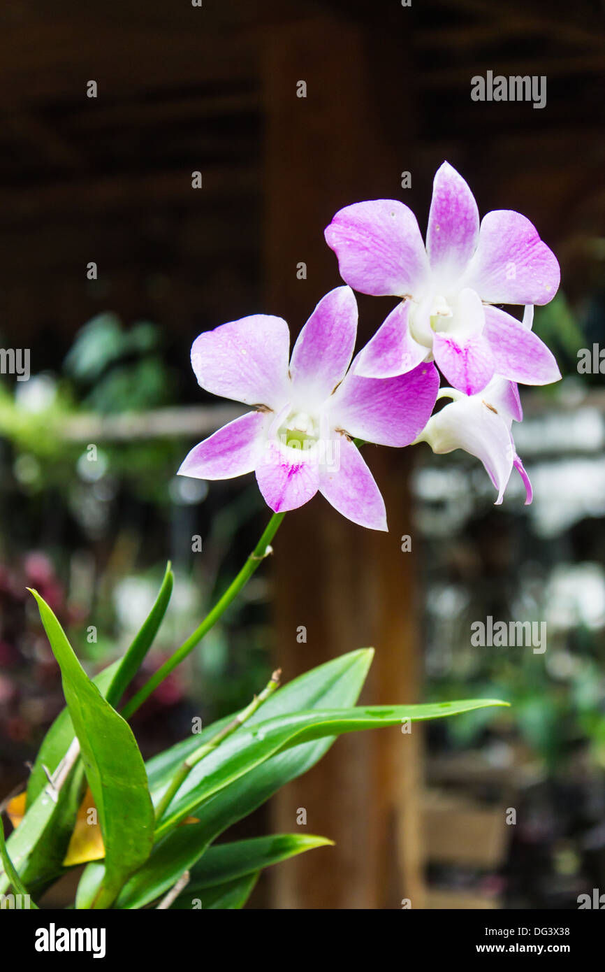 Orchids vibrant colors hi-res stock photography and images - Alamy