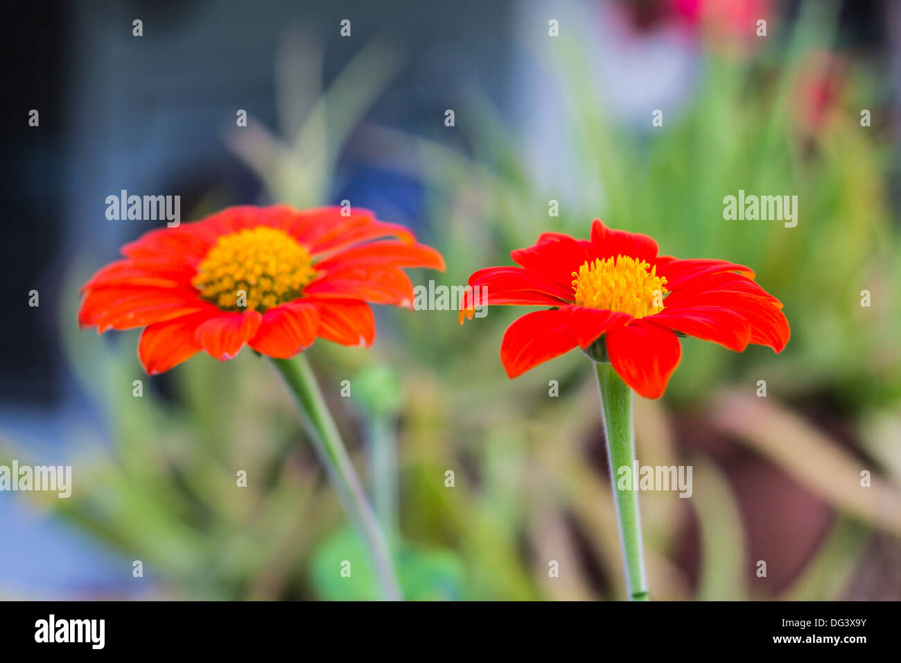 Straw flower hi-res stock photography and images - Alamy