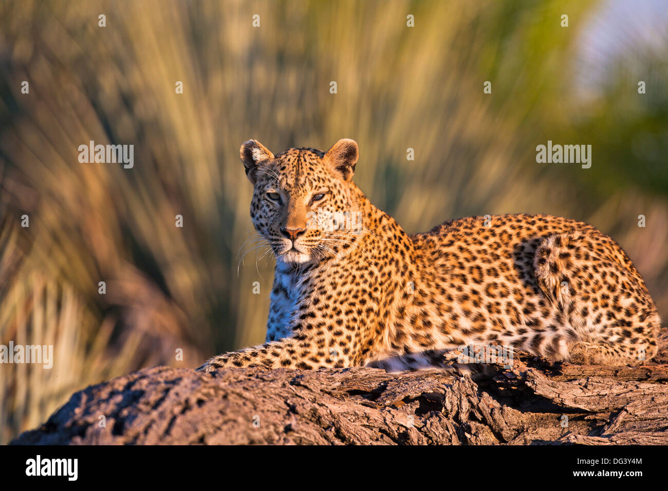 Leopard lying on tree trunk hi-res stock photography and images - Alamy