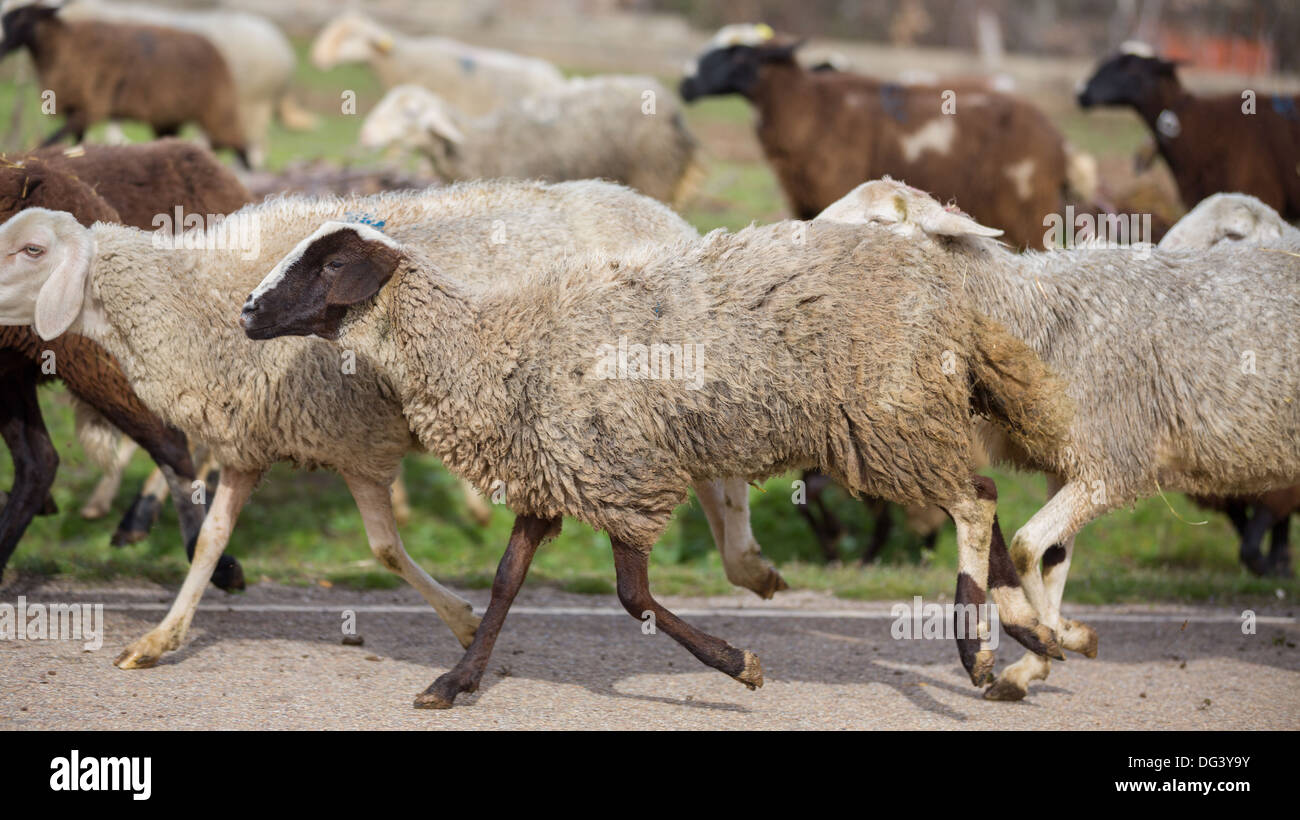 Escaping sheep hi-res stock photography and images - Alamy