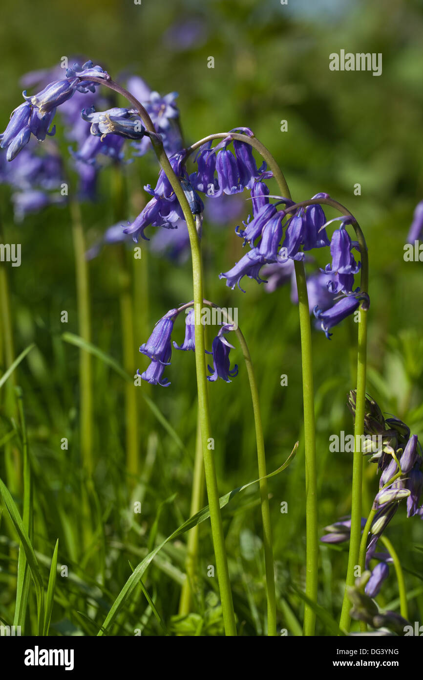 Bluebells in flower (Hyacinthoides non-scripta Stock Photo - Alamy