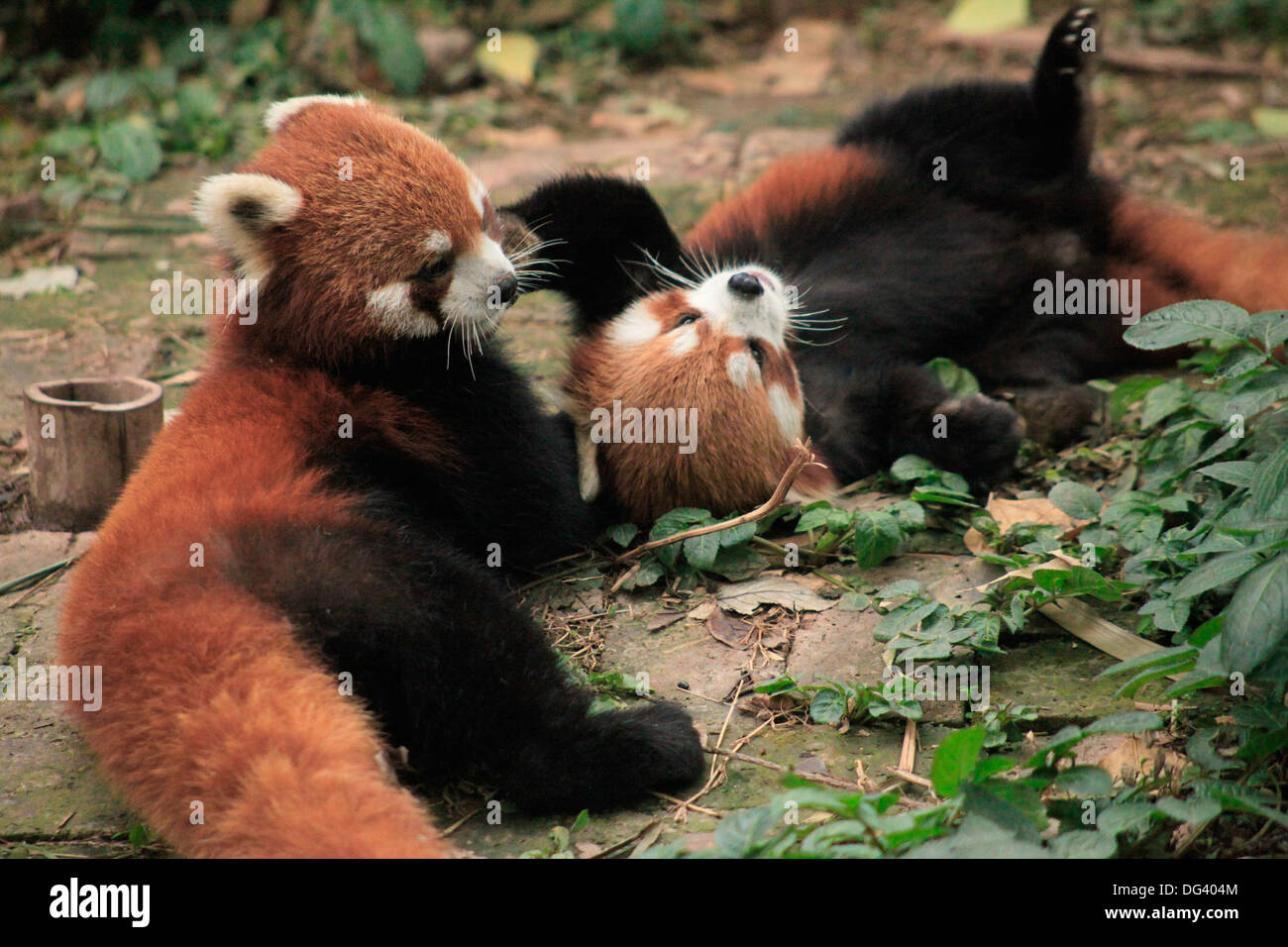 Red Panda, Chengdu Panda Reserve, Sichuan, China, Asia Stock Photo - Alamy
