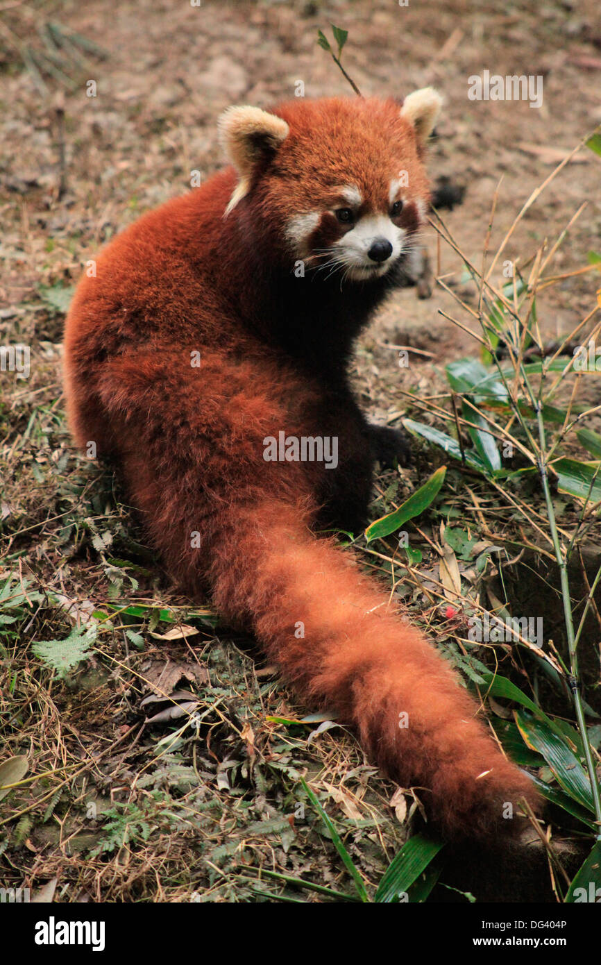 Red Panda, Chengdu Panda Reserve, Sichuan, China, Asia Stock Photo - Alamy