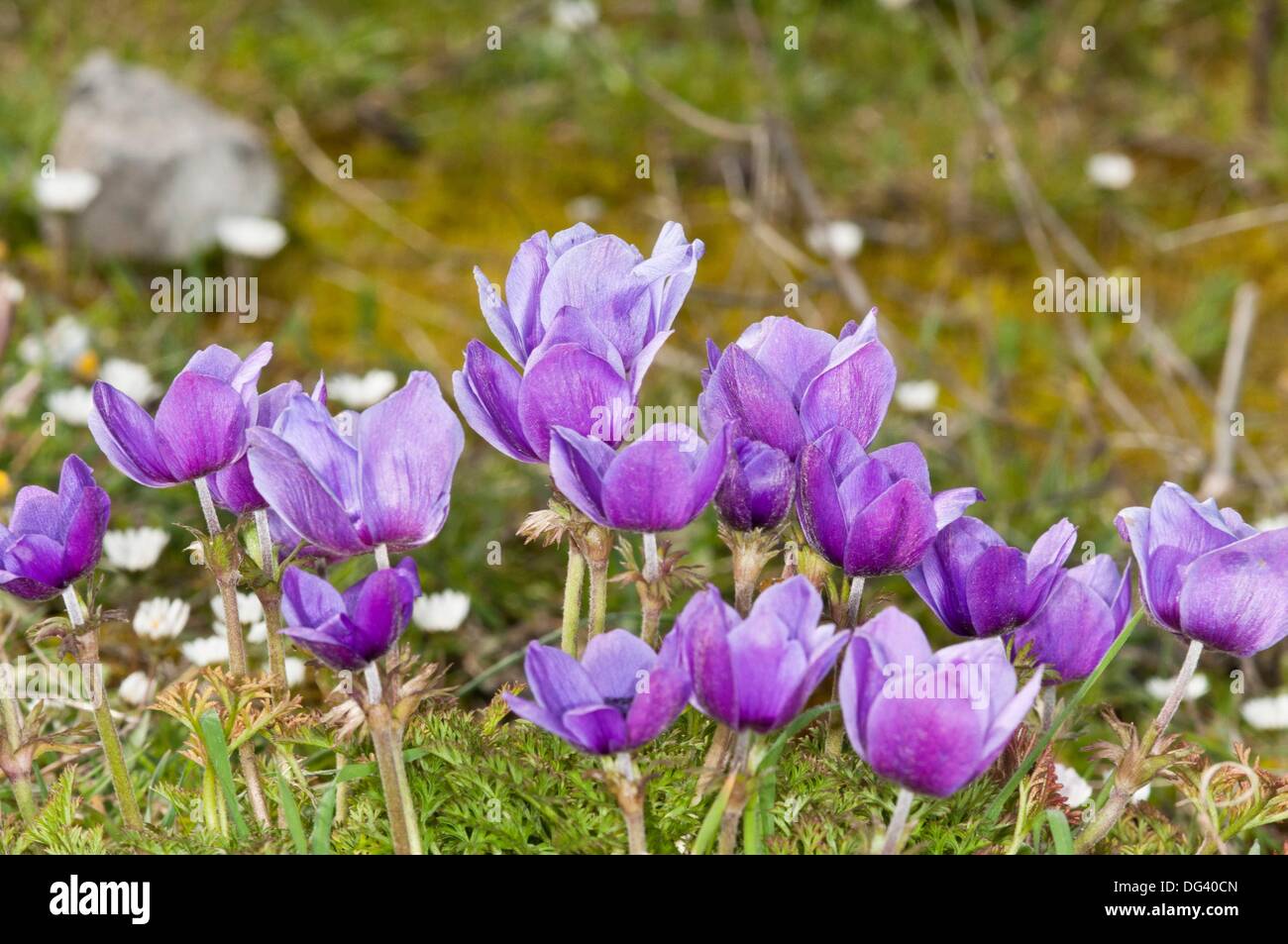 Poppy Anemones - Anemone coronaria, Crete Stock Photo - Alamy