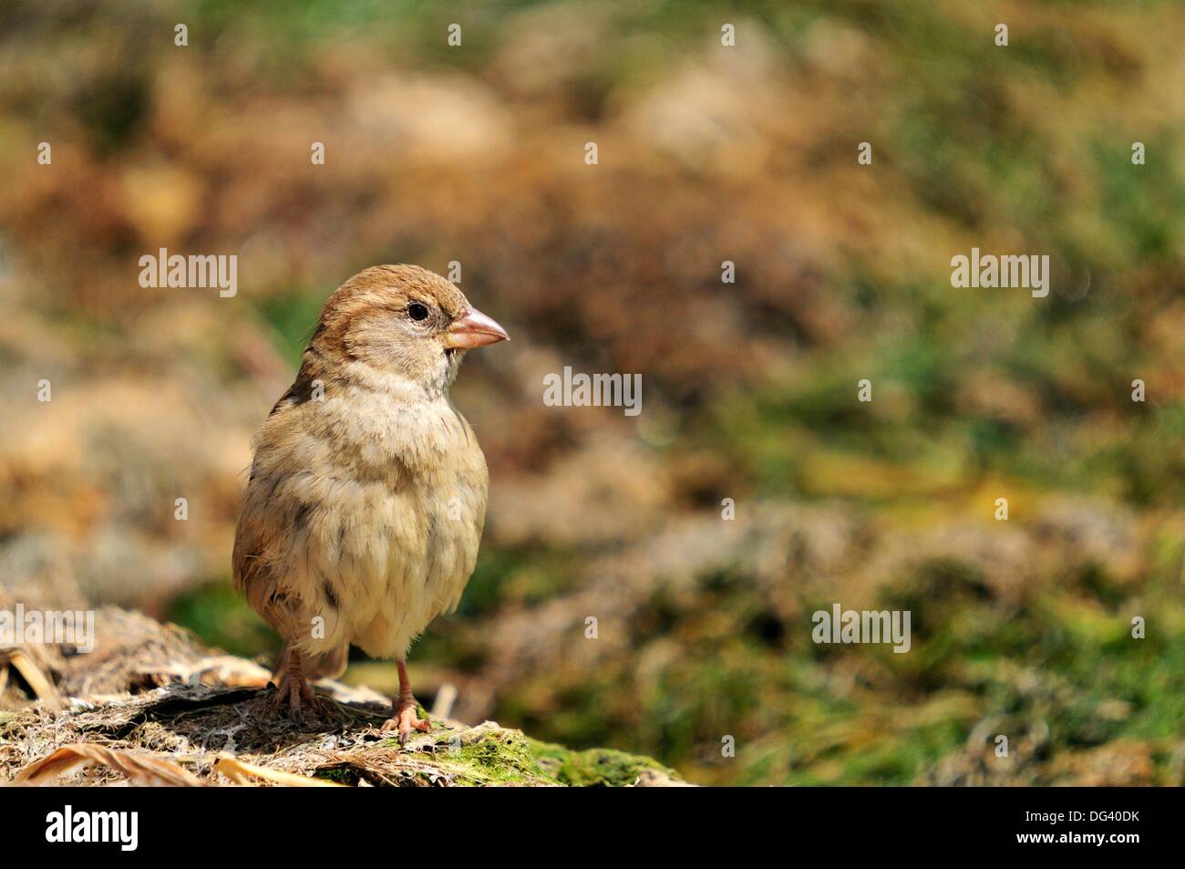 Italian sparrow passer italiae hi-res stock photography and images - Alamy
