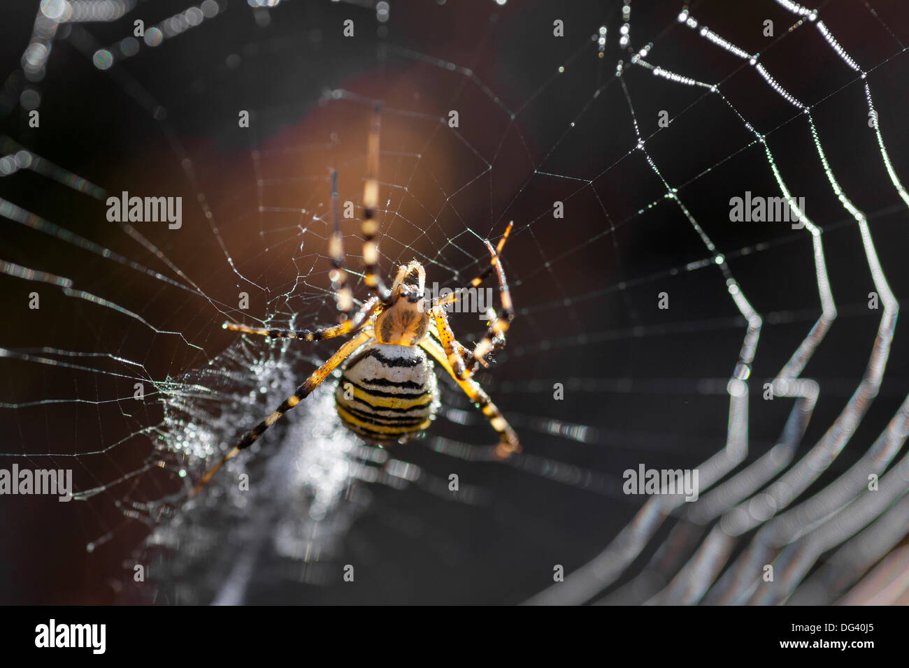 Most Poisonous Spider Of Germany Stock Photos & Most Poisonous Spider ...