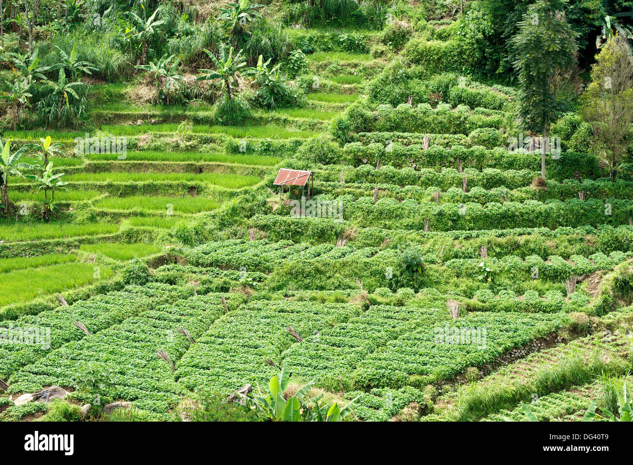 Terraced rice paddy and vegetables growing on the hills of central Java ...
