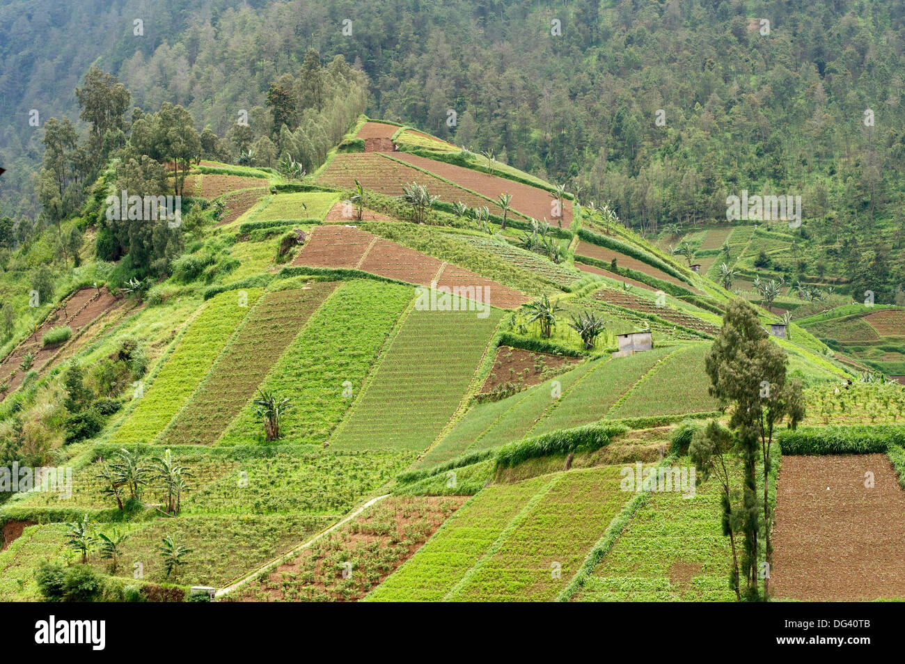 Hills in central Java covered with smallholdings growing vegetables ...