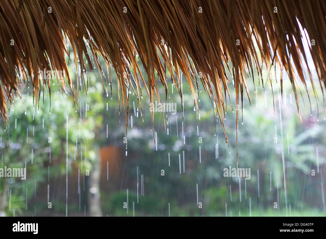 Heavy monsoon rain dripping off a rice straw thatched roof, Bandung ...