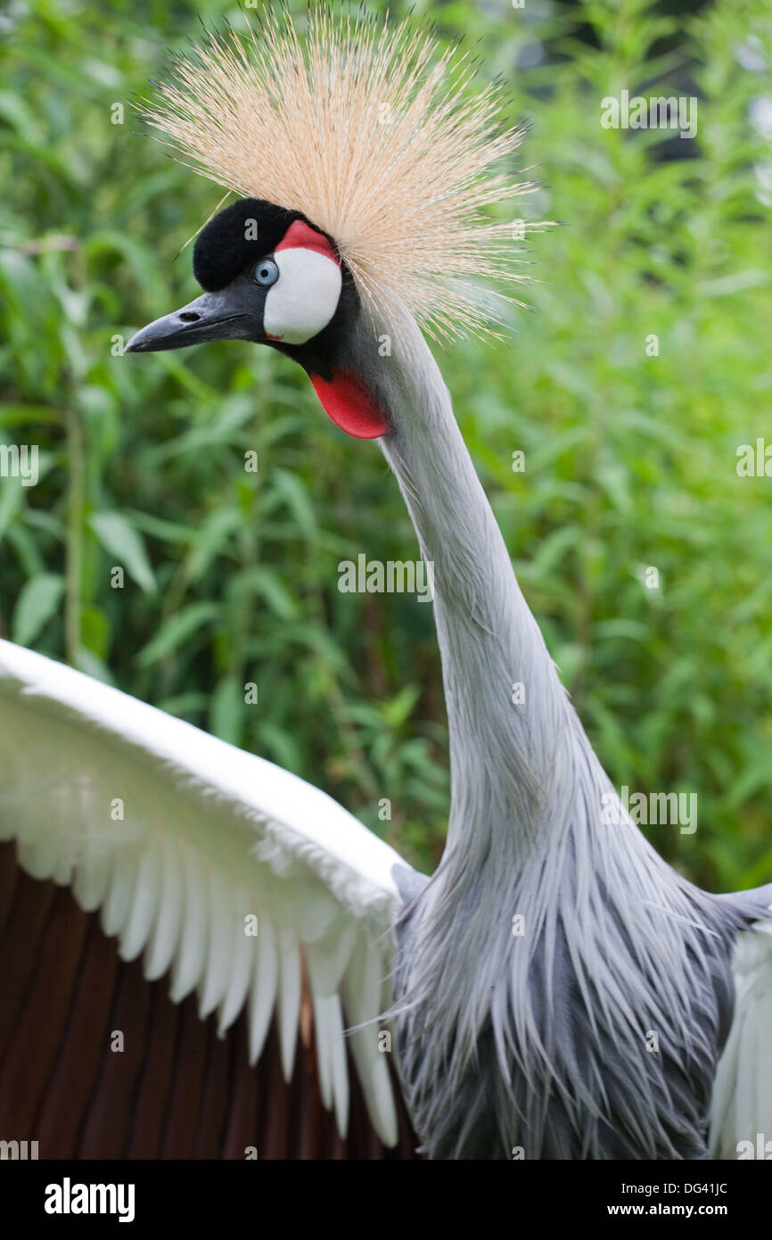 Gray african crane hi-res stock photography and images - Alamy