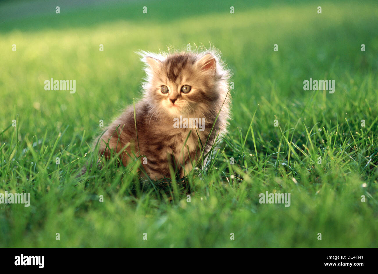 Tabby patch hi-res stock photography and images - Alamy